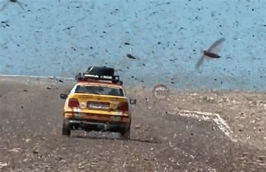 Cars Drive Through Massive Swarms of Locusts in Sahara