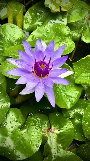 Wow! Rain Show of Lotus! Most Incredible Time Lapse