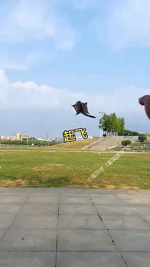 Carefree Little Flying Squirrel Flying In The Sky #sugerglider #funny #cute #animallover #petlover | Animo