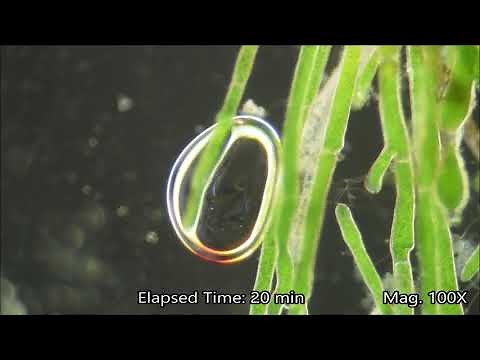 Photosynthesis Under the Microscope