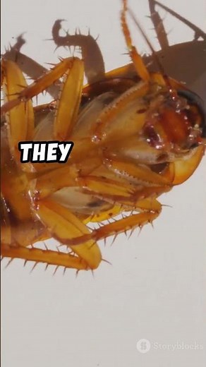 The Secret Life of Cockroaches!🪳| Animal Facts
