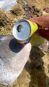 Strong bite 😨🐟 #triggerfish #viral #reels #fyb #videography #beachlife | Ben Mouloud_vlogs