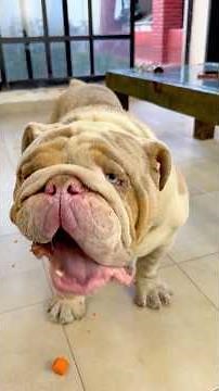 Polar couldn't handle the sausage... but will he be able to handle a carrot? 🥕😳 #funnypuppies #polar