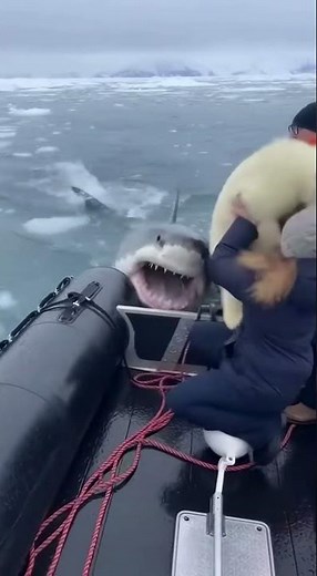 Polar Bear About to Be EATEN by Shark!