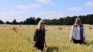 KWS Ultimatum joined the KWS group 2 stable in 2023. It's a truly all-round wheat variety that will tick all the boxes on-farm no matter the region you are growing in. Find out what team members Kirsty and Olivia have to say about it ⬆️ | KWS UK