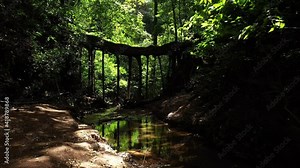 giant ficus tree roots going in a stream rainforest Costa Rica Monteverde