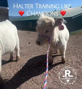 150K views · 6.4K reactions | I sure do love the halter breaking and the handling period with all the babies before they head to their forever homes ❤️ RCMMiniatureCattleCompany.com | RCM Miniature Cattle Company | Facebook