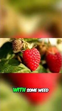 Grow Raspberries With Me: Garden Transformation!