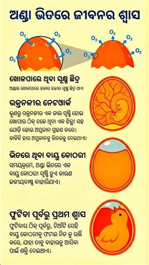 How to Get Oxygen Inside an Egg |ଅଣ୍ଡା ଭିତରେ କିପରି ଅମ୍ଳଜାନเซเคิ? Embryonic Respiration