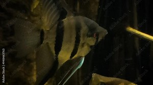 Altum angelfish (Pterophyllum altum) with angelfish (Pterophyllum scalare)