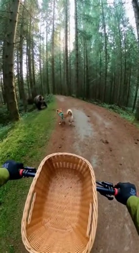 Smart Dog Protects Owner From Bear on Forest Trail POV