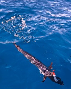 From early morning casts to late-night campfires, gear up for every moment. Our premium fishing and outdoor apparel is built to last, designed for comfort, and perfect for wherever the wild takes you. Sign-up for 10% off your first purchase. Afterpay Available. Free AUS shipping $150+. | Back 2 Basics Adventures | Facebook