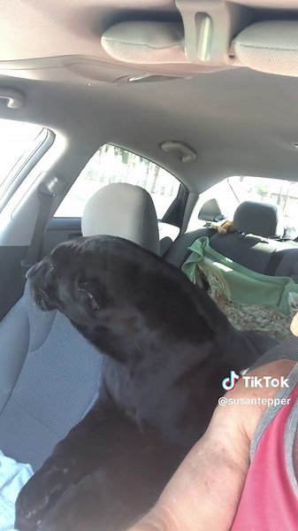 Ferdy LOVED to ride in the air conditioned car. Even just around the property. 🙏🏻@anime24285 #ferdy #leopard #bigcat #wildlife #fercos