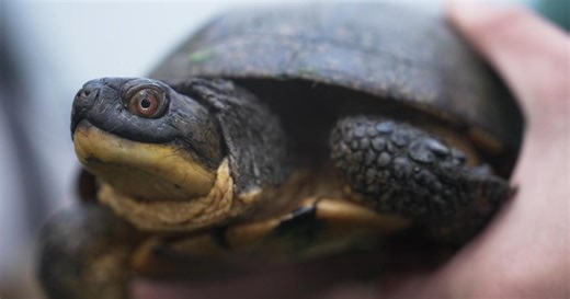 Iowa Lakeside Laboratories History and Modern Day Research on Blanding Turtles In Okoboji