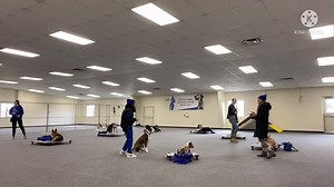 Laska, Mango, Cisco, Woody, Luna, Jax, Indiana, and Bruce had a big impulse control session today where they worked on holding their commands with lots of people and toy distractions | The Dog Wizard