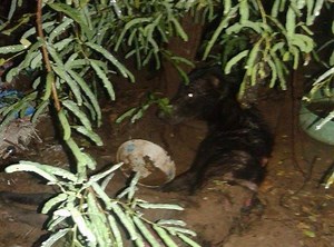 Men bury dog alive and feed it coconut milk for sweeter meat