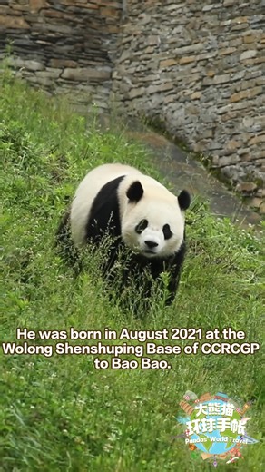 83K views · 8.7K reactions | Giant pandas Bao Li and Qing Bao are set...