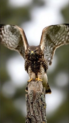 Hawk Locks Eyes With You 👀🦅#DreamScreenAI #shortvideo