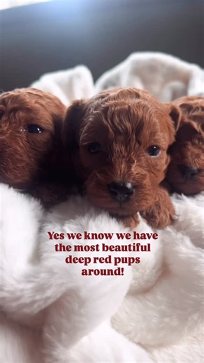 Kirsten | Pacific North West Cavapoo’s LLC | training tips on Instagram: "It’s just true here at Pacific Northwest Cavapoos. Our Cavapoo puppies are deepest red, absolutely stunning, and impossible to ignore. Every little detail stands out — from their coats to their expressions — and they always turn heads. These puppies don’t just get noticed… they’re total showstoppers. Once you see them, you’ll understand exactly what I mean. 🤍🐾 #PacificNorthwestCavapoos #PNWCavapoos #CavapooPuppies #Cavap