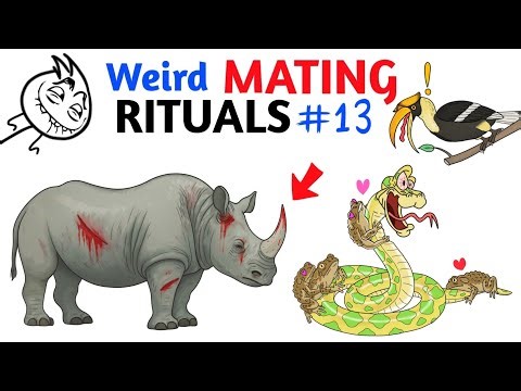 Worst Mating Rituals In Animal Kingdom - Part 13 
