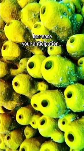 🥽 Are you keen for a diving course? Start today online #crete #diving #padi #elearning #course #fyp