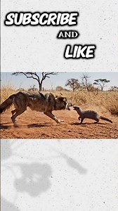 wolf! vs mongoose fight no damage'''" #wildlife #shorts #viral #video #ai #reels #trend #trending