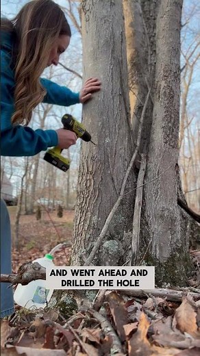 Tapping Trees for Maple Syrup as a Beginner! (CHEAP!)