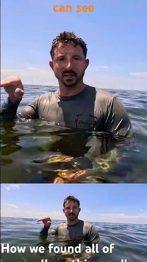 How to catch scallops this season! #scallops #florida #snorkeling #diving #fishing #floridalife