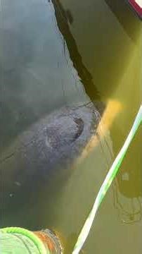 The three speeds of marina life, dolphin, manatee, and laundry #boatlife #marinalife