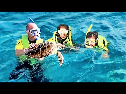 Sea turtle release in the Bahamas!