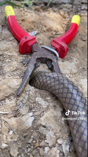 How to Build an Easy DIY Snake Trap