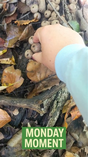 Tiny Puffballs Exploding With Spores
