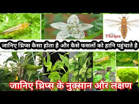 थ्रिप्स कैसा होता है और कैसे फसलों को हानि पहुंचाते है ||Learn about thrips and how they harm crops