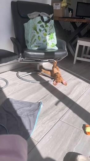 Rosie the fox red lab on TikTok