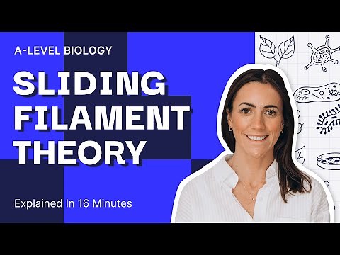 Sliding Filament Theory RECAP | A Level Biology