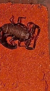 Scorpion changing its molt | Feather's Stories