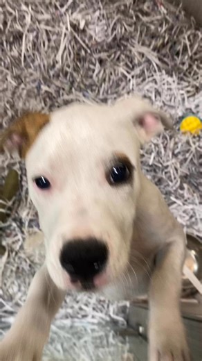 4.9K views · 67 reactions | Do you know what to do if your pet goes missing? It’s estimated that one in three pets will go missing in their lifetime.  By knowing and taking the right steps – both proactively and reactively – you can help reduce those odds and help ensure a happy reunion with your lost pet. | Animal Humane Society | Facebook