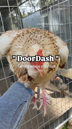 When the hen’s on a little timeout but still pops round for a quick "G’day". We call it "DoorDash" Chookbreeder edition. 😂🐓 . . . @pipandgrowfarm #farmlife #chickenbreeding #doordash #chickens | Pip & Grow