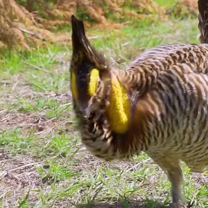 The Attwater’s prairie chicken courtship dance is called “booming.” 🤯 💥 Here, let’s break down the steps of this endangered dance. The male stretches his neck forward parallel to the ground with neck tufts pointing forward like horns. The tail is held vertically and the wings are extended downward and held firmly against the body and legs. A short run forward is followed by vigorous stamping of the feet which lasts for only a few moments, but which under favorable conditions is distinctly audi