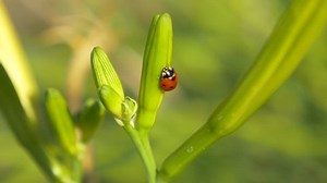 Lady Bug Crawling On Flower Buds Stock Footage Video (100% Royalty-free) 12305348 | Shutterstock