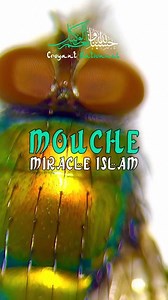 Les ailes des mouches miracle de l'islam #islam #allah #croyantrationnel #musulman #rappelislamique #islamic | Croyant Rationnel