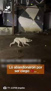 Personas como ella ✨🙏 I 🎥 TT: @2709 ángeles #perros #adoptanocompres #adopta #ciego #invidentes #amor #perrocallejero #mujer #venezuela #cachorro #dog #animales | MrDogy