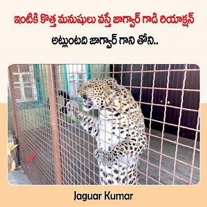 169K views · 4K reactions | ఇంటికి వచ్చిన కొత్త వ్యక్తులని చూసి జాగ్వార్ గాడి రియాక్షన్ చూడండి.. #JaguarKumar #TeluguVlogs #JaguarAngry | Vinod Vlogs from China | Facebook