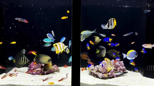 Our biggest marine fish shipment of the year has just arrived! While many of you are getting ready for the pet expo this weekend, we invite you to swing by our store and see our marine section come to life. Whether you’re just starting out or looking to add more to your collection, we’ve got a fish for every enthusiast. Looking forward to seeing you guys today! 📍164 Cheltenham Road, Dandenong 3175 Open 10:30am - 5:30pm (closed Sunday & Monday — * Arc Eye Hawkfish $50 * Arna’z Damsel $20 * Barie