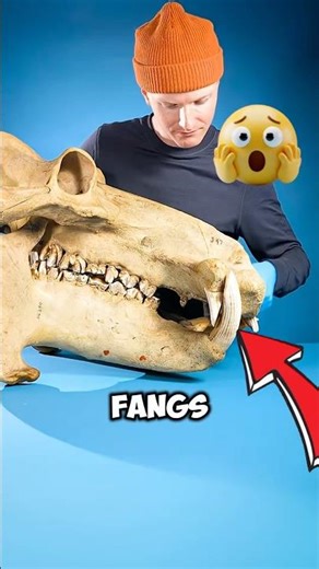 Top 3 Animals With the Longest Fangs in the World 😱 #facts #animalfacts #wildlife