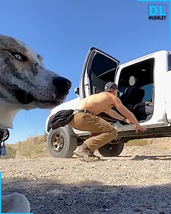 302K views · 20K reactions | Guy Shows His Dog How to Enter a Truck! | D.L. Hughley | Facebook