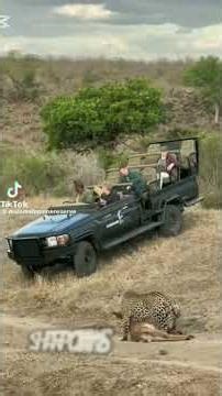 Animal Planet : Leopard's Powerful Skills Of Hunting #wildlife #leopard