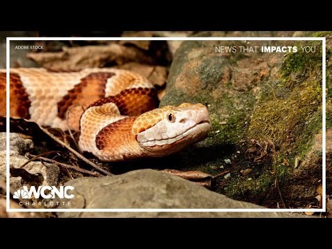 It's illegal to kill many types of snakes in North Carolina