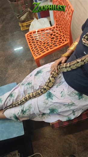 Zoophilist Pets and Aquariums on Instagram: "3 years adult female Pastel boll python💚 All varieties snakes and all Morphs Python available in shop On zoophilis💚 Interested DM me contact: 7200503148 , 8667426393 👇🏻👇🏻👇🏻👇🏻👇🏻👇🏻👇 ‼️New exotic stock update ‼️ ☎️Hello Zoophilist If you Have Any Enquiries Please Contact This Number: 7200503148 🪩DM to this Instagram account Zoophilist office ID: @zoophilist_network ⏰Shop timeing: 12pm to 9:30pm 📅Sunday to Monday all days shop open 📍Loca