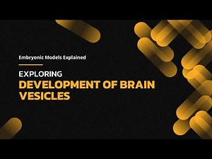 Formation of Brain Vesicles | Embryonic Models Explained